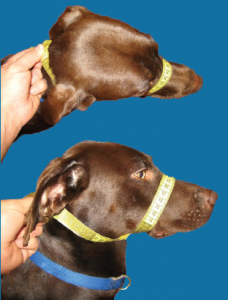 K9 Bridle for Dogs - Clean Run