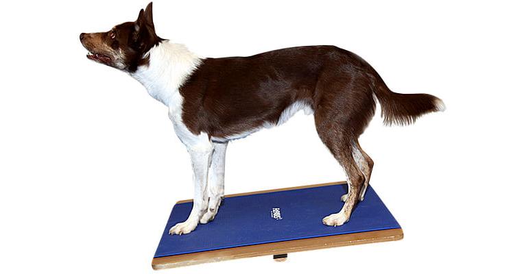 FitPAWS Giant Rocker Board - Clean Run