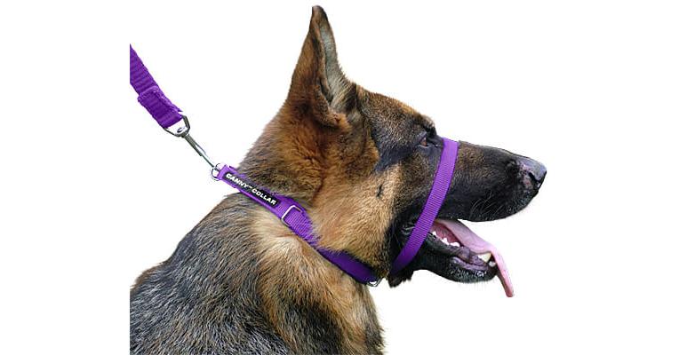 Canny Collar - Clean Run