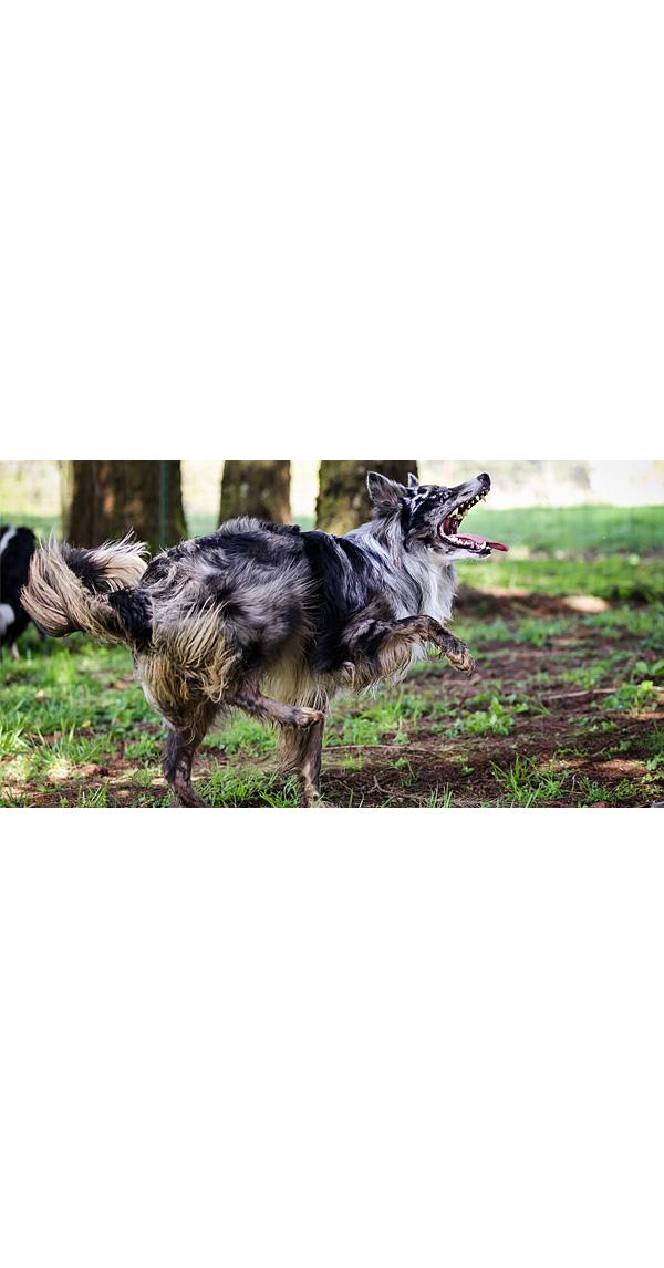 Tricks for Dog Sports - Clean Run