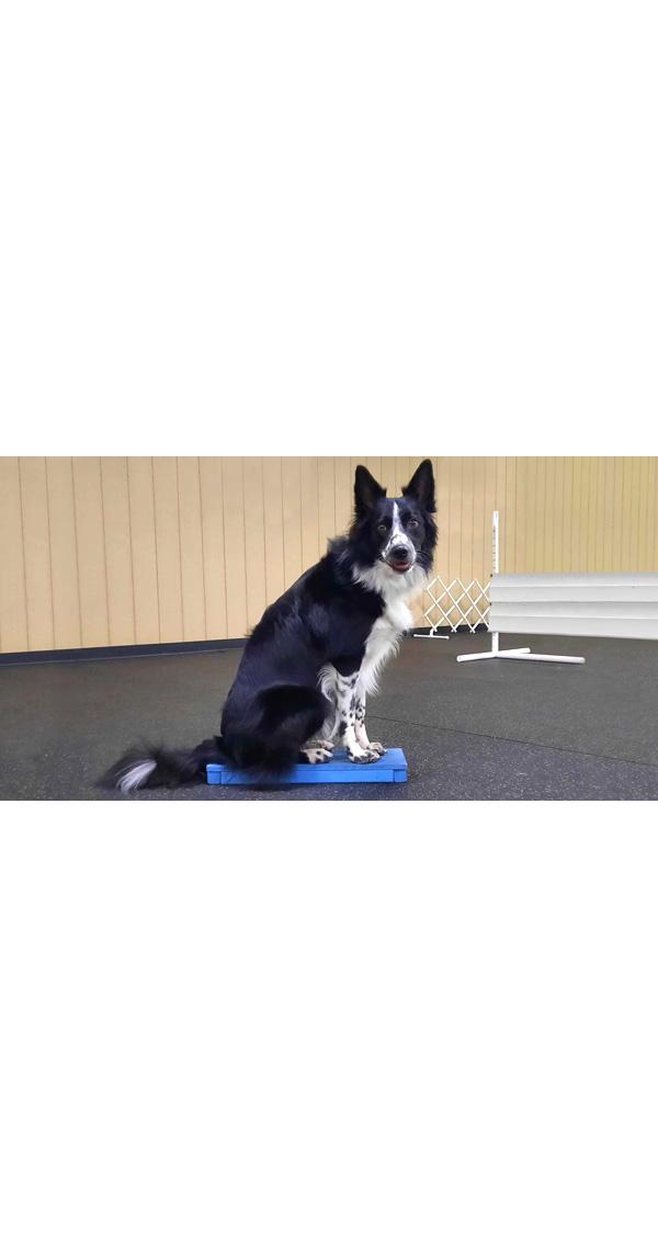 Magnetize Your Dog to a Platform for Obedience or Rally Training ...