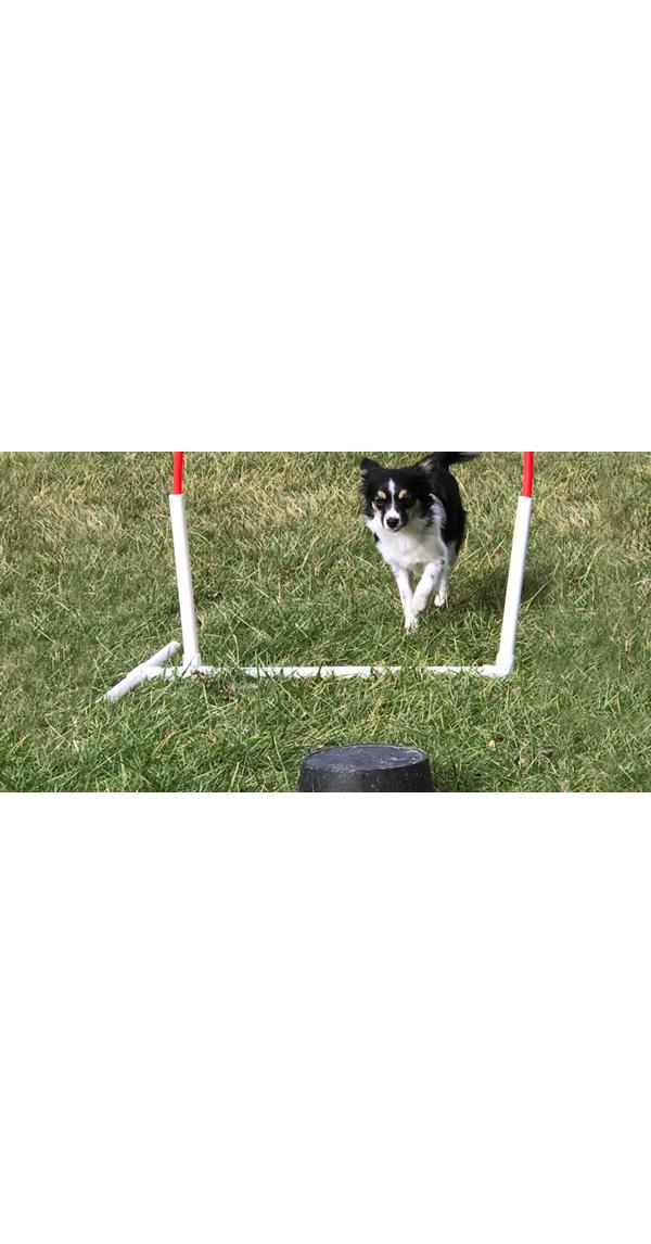 Beginning Distance Training in a Small Space - Clean Run