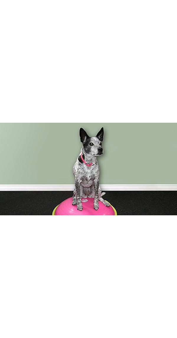 Senior Dog Fitness - Clean Run