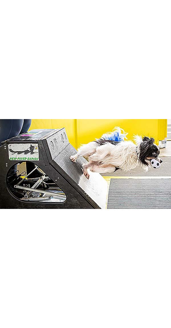 How Flyball Can Help Your Agility Skills & Vice Versa - Clean Run